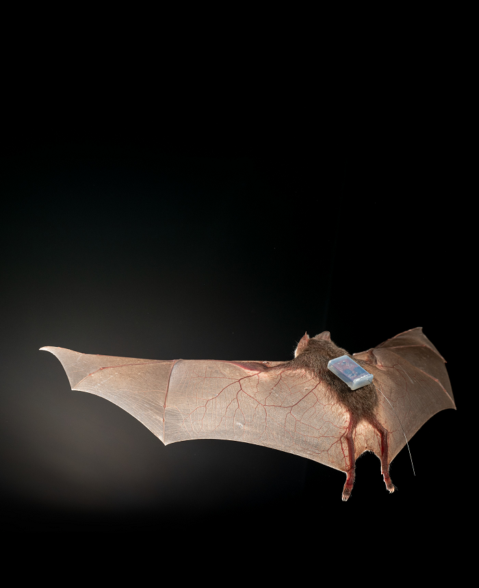 IoT Heroes Create Wireless Network to Study Bats, Resulting in ...